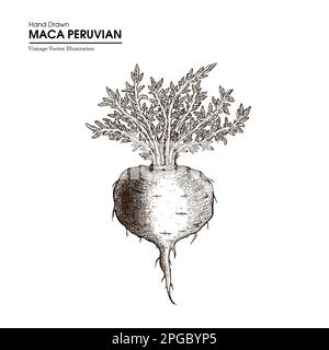 Maca Peruvian superfood plant. Hand drawn engraved vector sketch etch ...