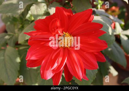 Spanish Red (Waterlily) dahlia of 'Bishop of Llandaff' cultivar : (pix ...