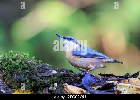 Nuthatch [ Sitta europaea ] on baited fence post with sunflower seed in ...