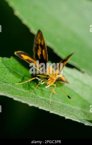 Large Dart, Potanthus serina, on leaf, Klungkung, Bali, Indonesia Stock ...