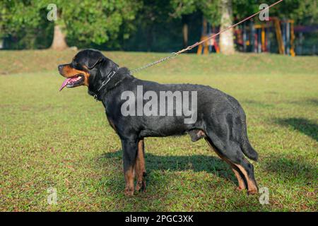 Rottweiler, side view Stock Photo - Alamy