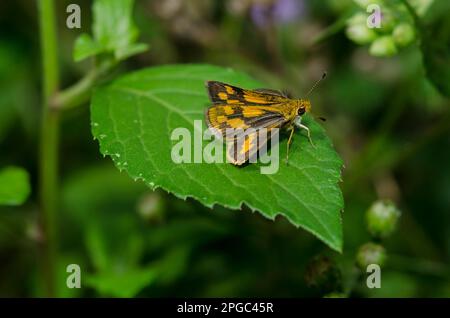 Large Dart, Potanthus serina, Klungkung, Bali, Indonesia Stock Photo ...