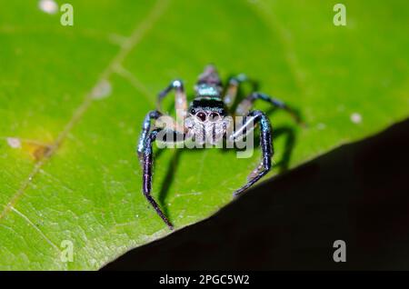 Fighting Spider, Thiania bhamoensis, on leaf, Klungkung, Bali ...
