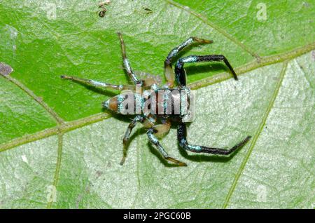Fighting Spider, Thiania bhamoensis, on leaf, Klungkung, Bali ...