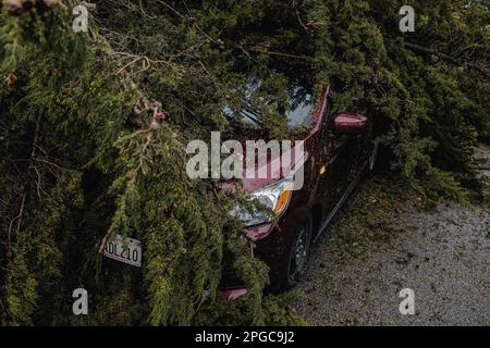 A large tree crash-landed on a car on the road. The car's roof is ...