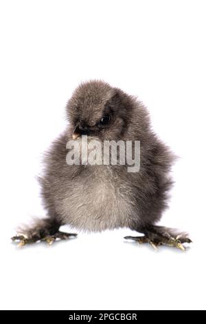 Cute chicken isolated on white background looks to the camera Stock ...