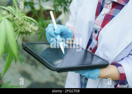 cannabis farm, psychoactive mind altering drug, sedative Stock Photo ...