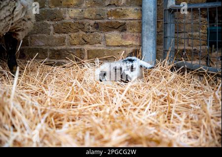 Fresh faced spring easter lambs uk Stock Photo - Alamy