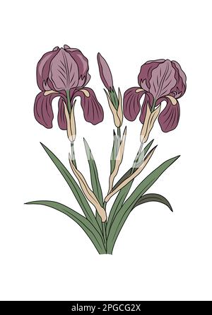Iris February birth month flower line art Stock Vector Image & Art - Alamy