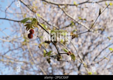Buds of a chestnut tree in very early spring. Blue sky and chestnut ...