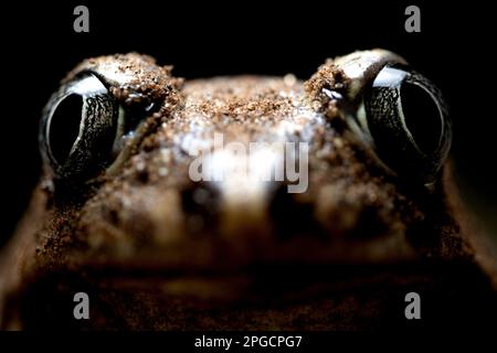 A closeup shot of a toad with big eyes in the dark Stock Photo - Alamy