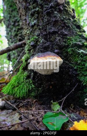 Pictures of funghi growing from tree trunks during the day Stock Photo ...