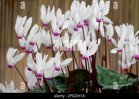 Florist's cyclamen (Cyclamen persicum), Primulaceae Stock Photo - Alamy