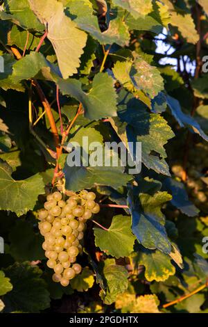 Vineyard in Tokaj at sunset, Hungary Stock Photo - Alamy