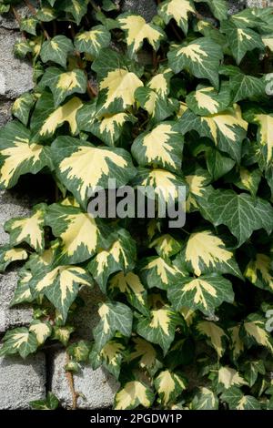 English Ivy, Hedera helix Stock Photo - Alamy