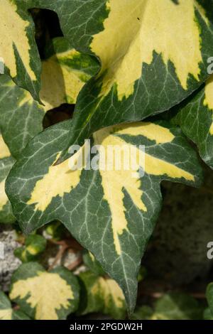 English Ivy, Hedera "Gold Heart Stock Photo - Alamy