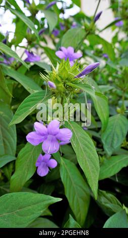 Portrait of Barleria cristata also known as Philippine violet, Bluebell ...