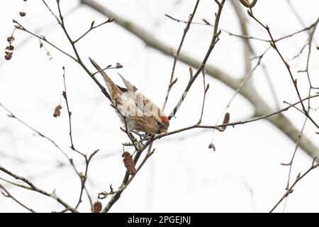 Lesser Redpoll (Carduelis cabaret) Norfolk UK GB March 2023 Stock Photo ...