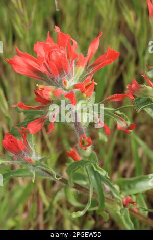 Red racemose spike inflorescences of Castilleja Affinis Subspecies ...