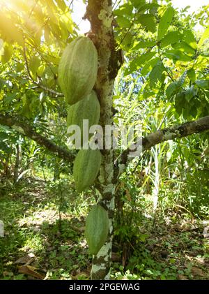 A view of a cacao plantation in southern Bahia Brazil Stock Photo - Alamy
