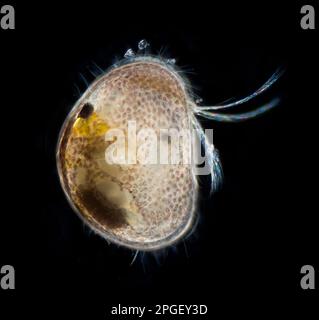 Freshwater Ostracod in a garden pond, UK Stock Photo - Alamy