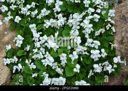 Fresh white Viola canadensis on green leaves background. White Viola in ...