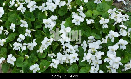 Fresh white Viola canadensis on green leaves background. White Viola in ...