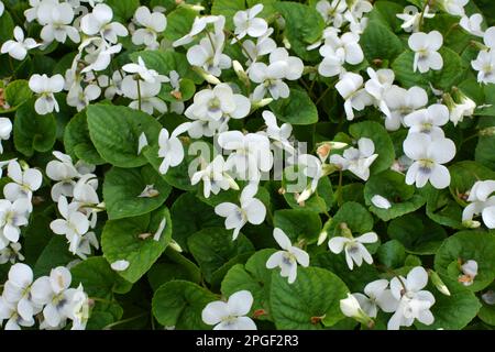 Fresh white Viola canadensis on green leaves background. White Viola in ...