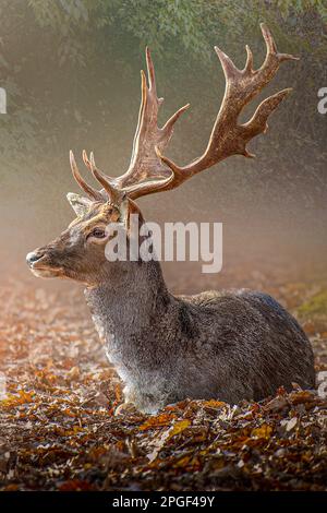 wild october deer stag hart stag fall autumn wild october pack horns ...