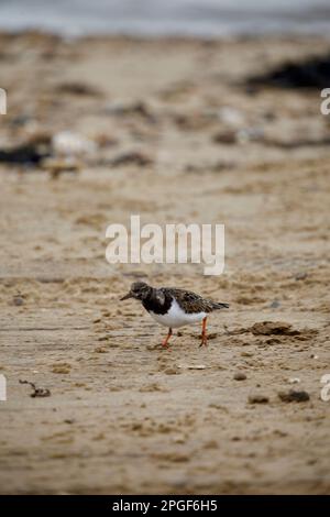 Turnstone seen here along the strand line searching for sand hoppers ...