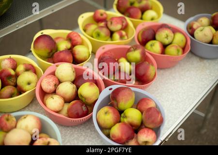 Apples on plates. Fruits in summer. Autumn harvest of apples. Yellow ...