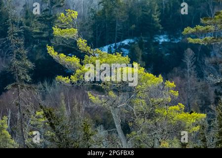 Sand Point Marsh Trail in winter, Pictured Rocks National Lakeshore ...