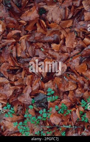 colorful autumn leaves in park Stock Photo - Alamy