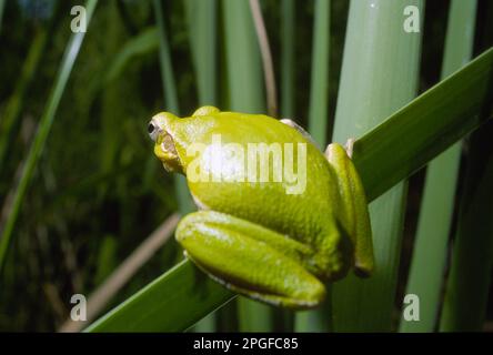 european common tree frog close up macro Stock Photo - Alamy