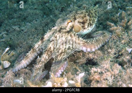Devilfish (Octopus vulgaris). Polpo. Sardegna. Italia Stock Photo - Alamy