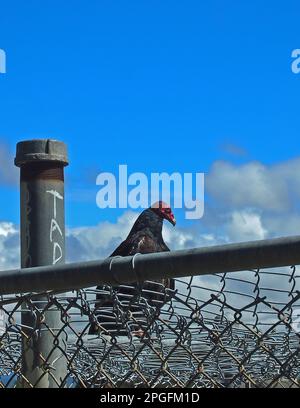 turkey vulture along Alameda Creek in Union City, California Stock ...