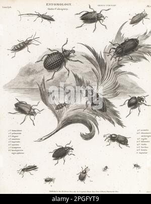 Brazilian diamond beetle, Entimus imperialis 1, bearded weevil, female ...