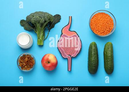 Layout of gastrointestinal tract model and products to help digestion ...