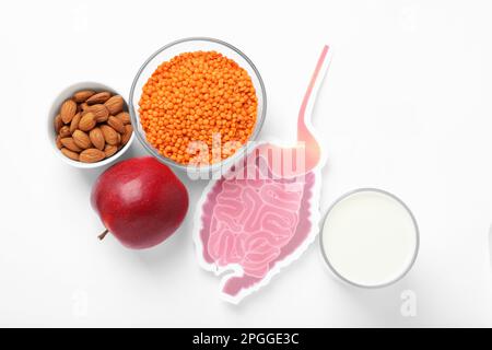 Gastrointestinal tract model and products to help digestion on white ...