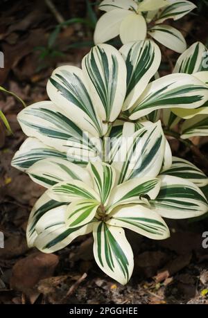 Green variegated leaves of spiral ginger or crepe ginger, tropical ...