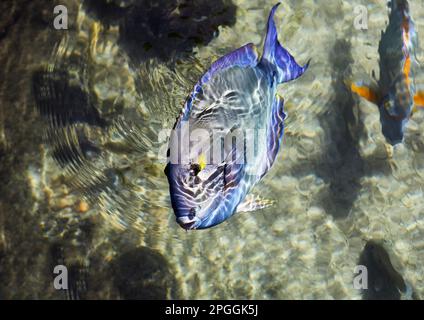 Hawaiian Tropical Uhu, Parrotfish, swimming in Shallow Water Stock ...