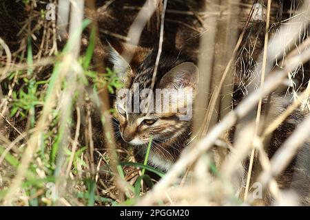 Feral cat (Cattus domesticus) kitten Stock Photo - Alamy