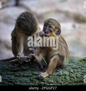 A Pair of Talapoin Monkeys (Miopithecus talapoin) in the Bioparc ...