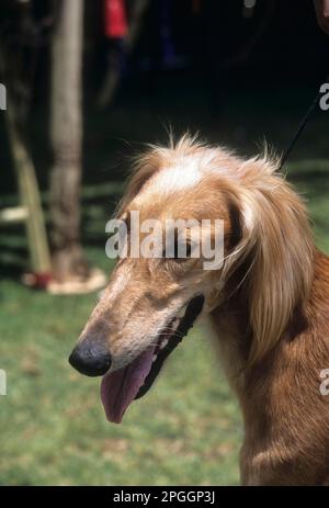 Caravan hound, Mudhol Hound Indian breed of dog, Karnataka, India Stock ...