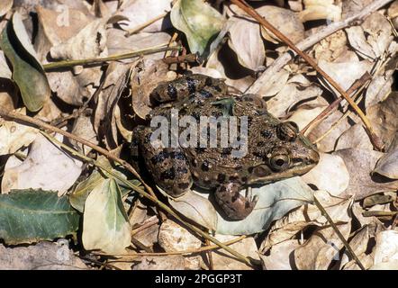 A Common skittering frog (Euphlyctis cyanophlyctis) floating on puddle ...