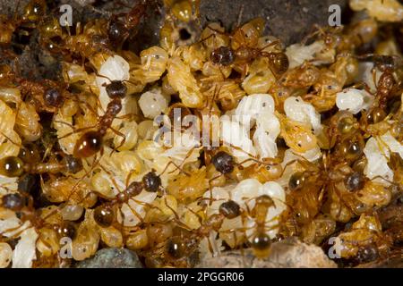 Red garden ant, Red yellow knot ant, Red garden ants (Myrmica rubra ...