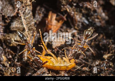 Snapping jaw ant, Snapping jaw ants, Other animals, Insects, Animals ...