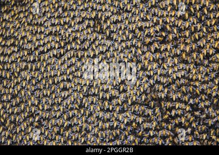 Asian Honey Bee (Apis cerana) adults, swarm at nest on branch in tree ...