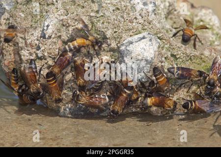 Eastern Honeybee, Asian Honeybee, Indian Honeybee, Eastern Honeybees ...