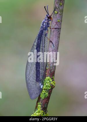 Antlion (Myrmeleon formicarius) adult, resting on stem, Cannobina ...